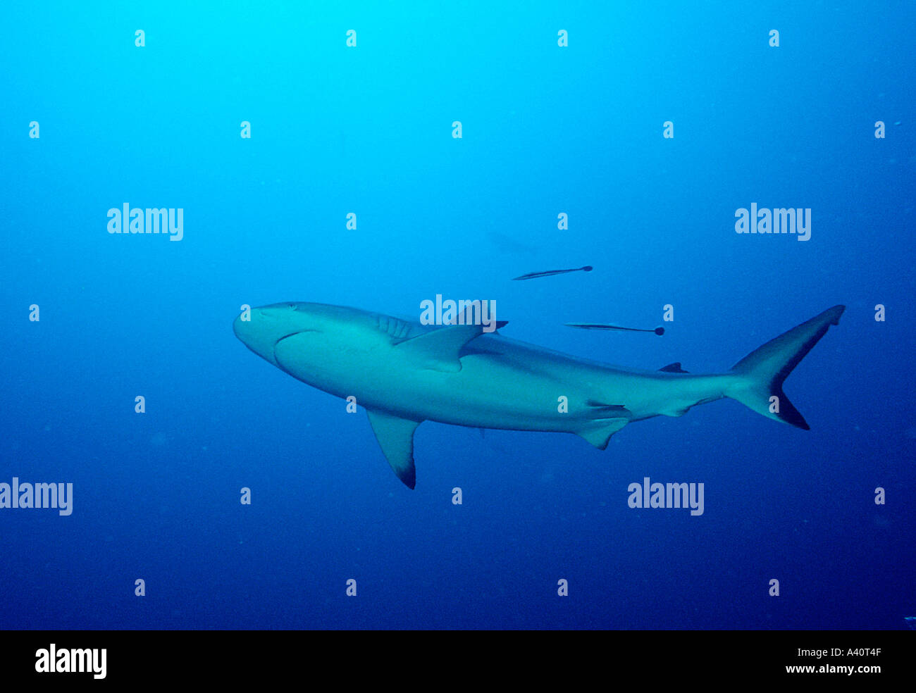 Grauer riffhai hi-res stock photography and images - Alamy