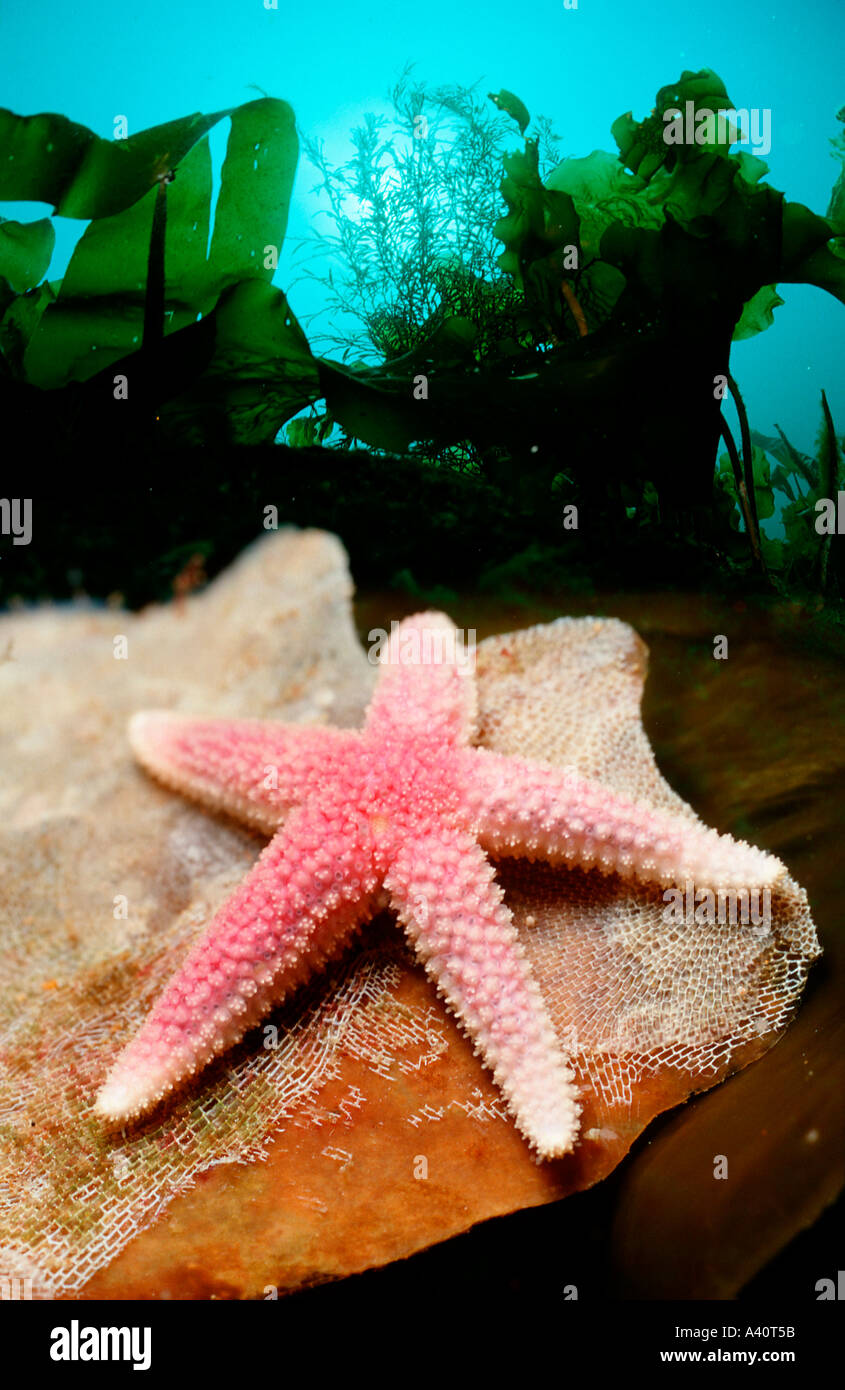 Seestern Starfish Asteroidea Stock Photo - Alamy