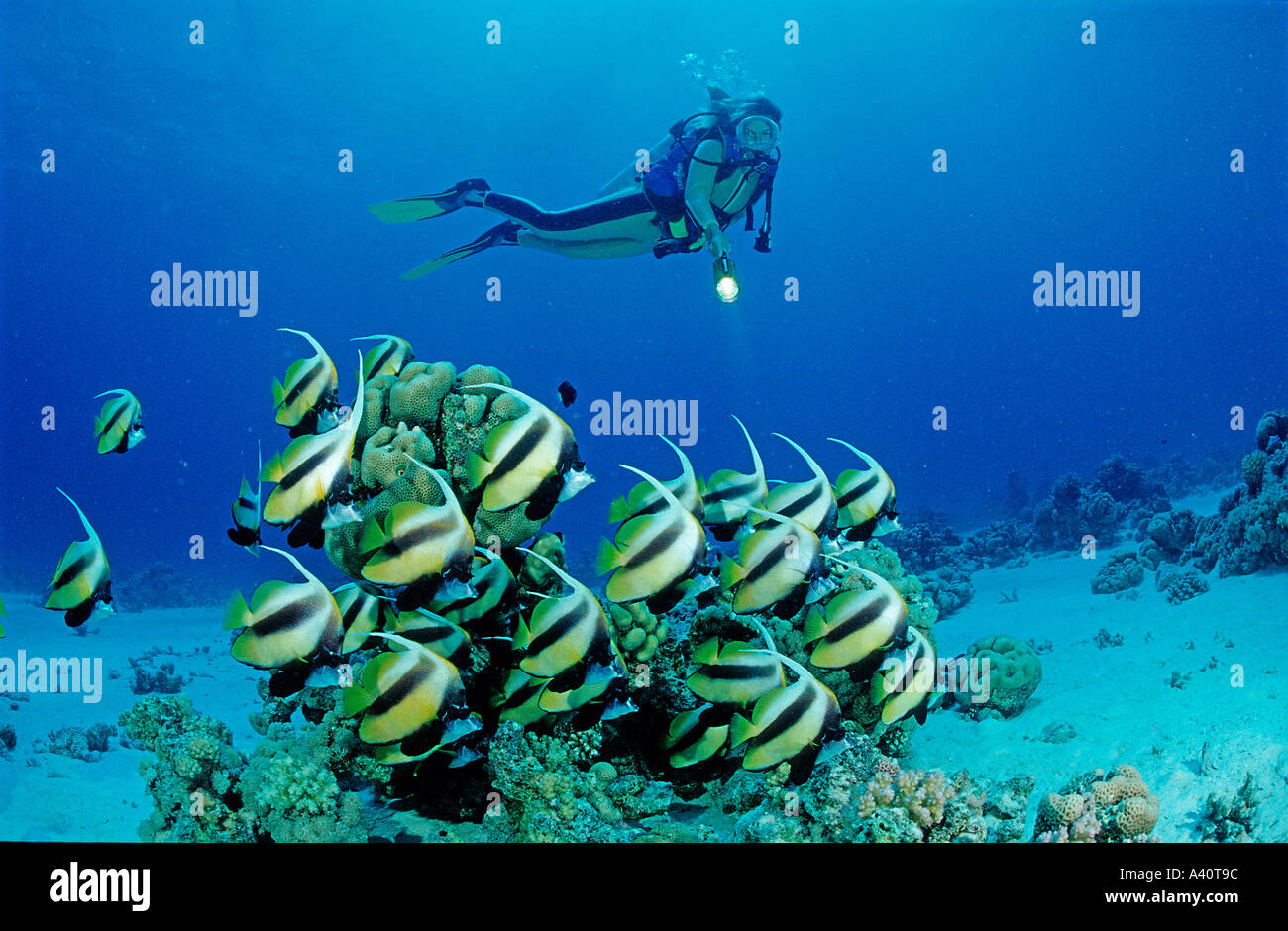 Rotmeer Wimpelfisch und Taucher Red sea Bannerfish and scuba diver ...