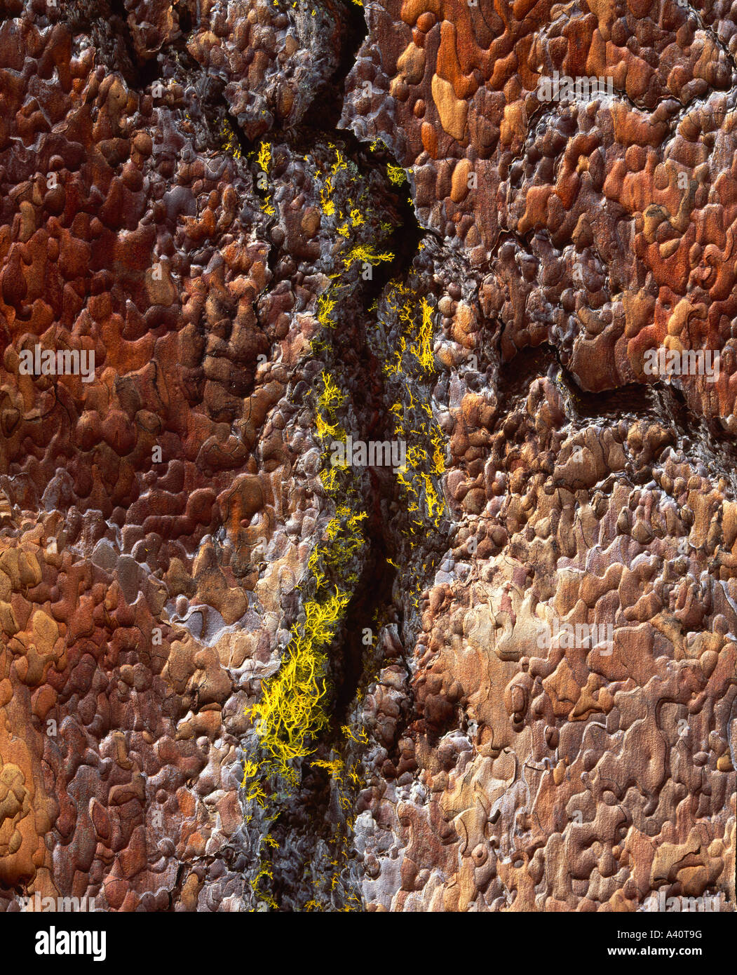Giant Sequia tree Sequia National Park California USA Stock Photo - Alamy
