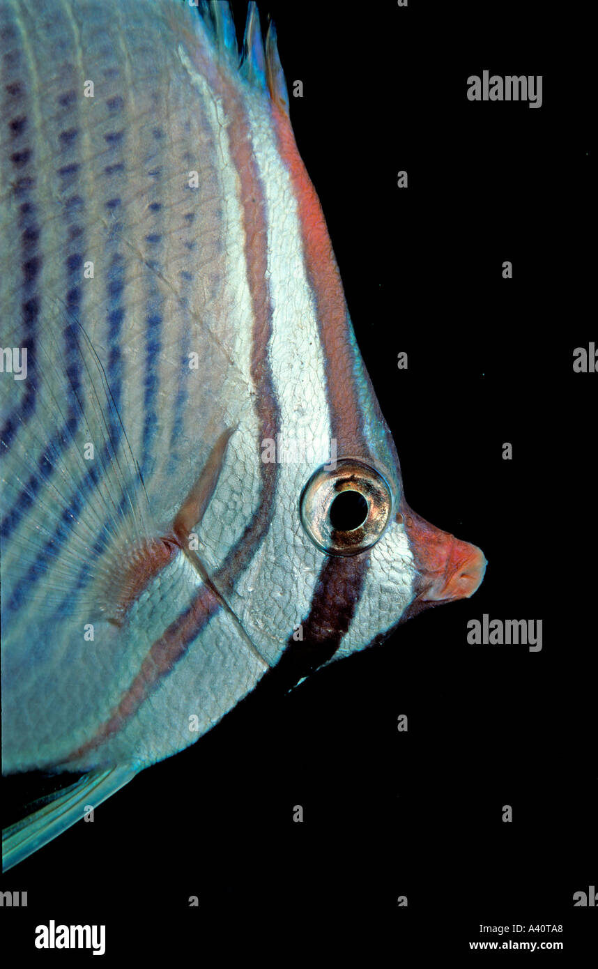 Baroness butterflyfish hi-res stock photography and images - Alamy