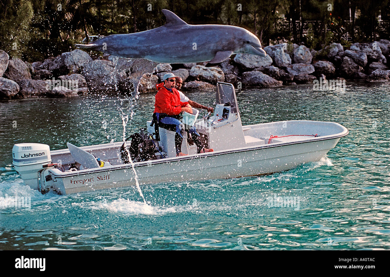 Springender delfin hi-res stock photography and images - Alamy