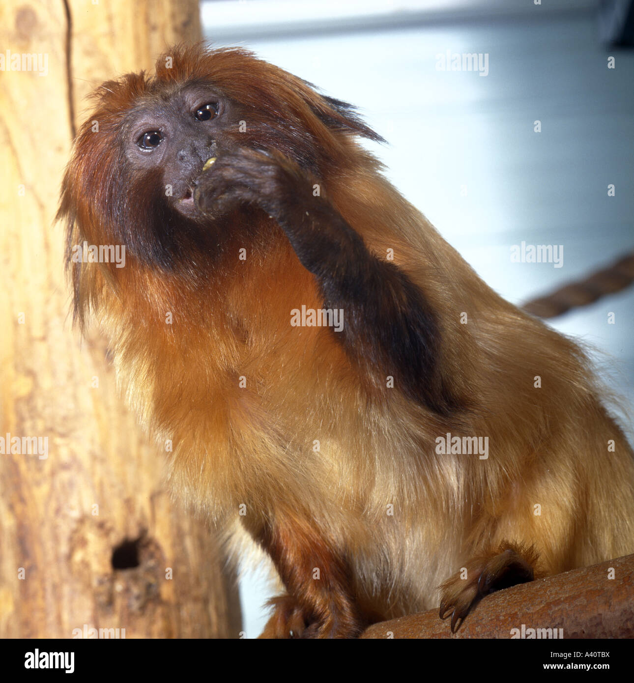 Sus salvanius pygmy hog Stock Photo - Alamy