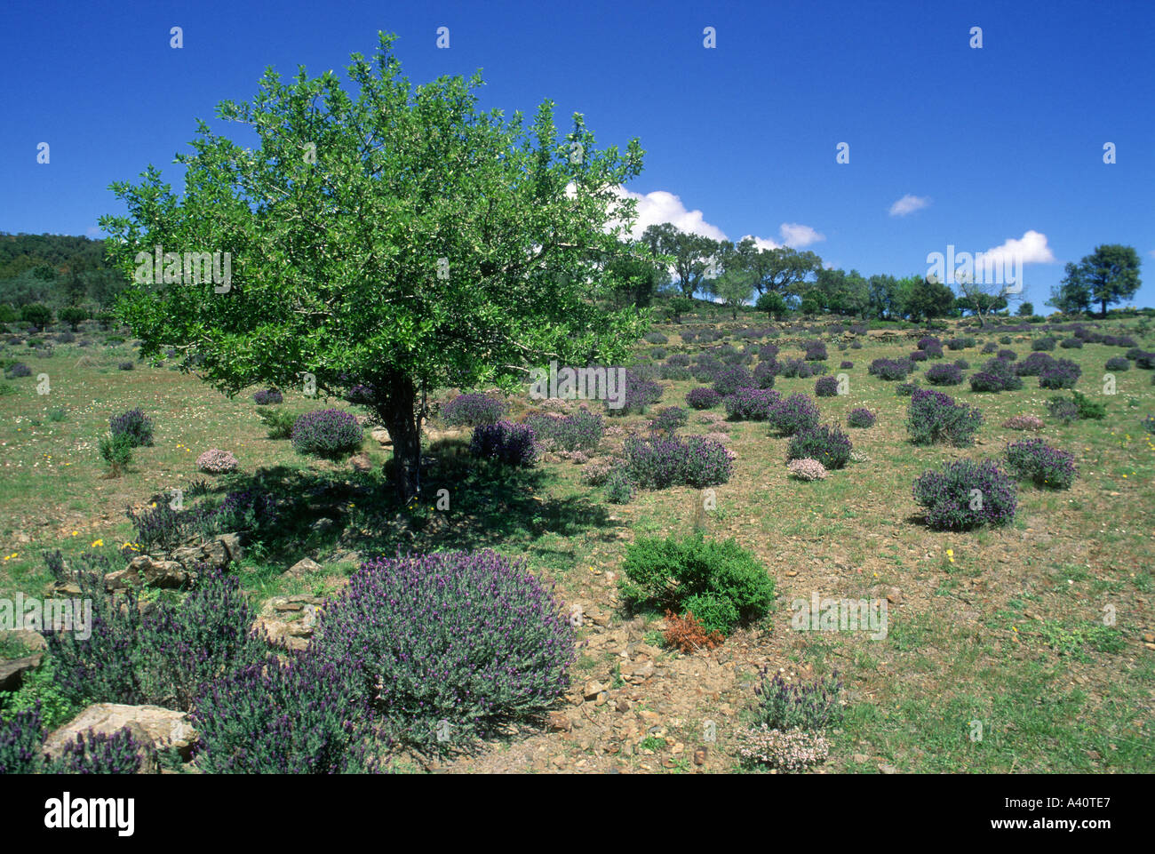 Pear Tree (Pyrus communis) and Lavender plants (Lavandula spica) on ...