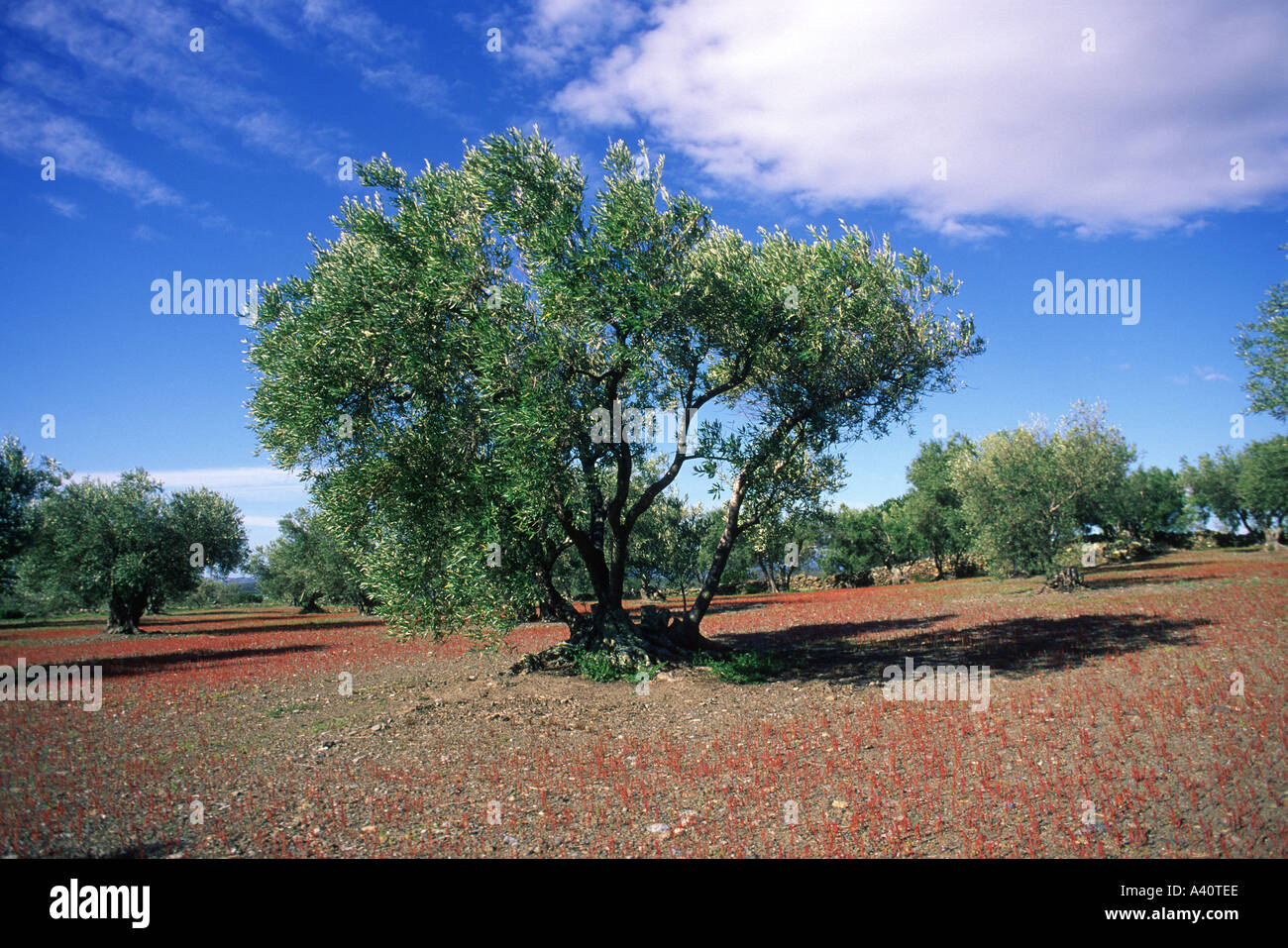 Olive Tree, Olea europaea. Whole tree Stock Photo - Alamy