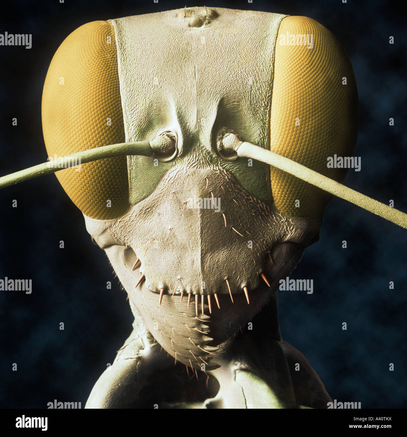 Gigantiops destructor South American jumping ant Stock Photo - Alamy