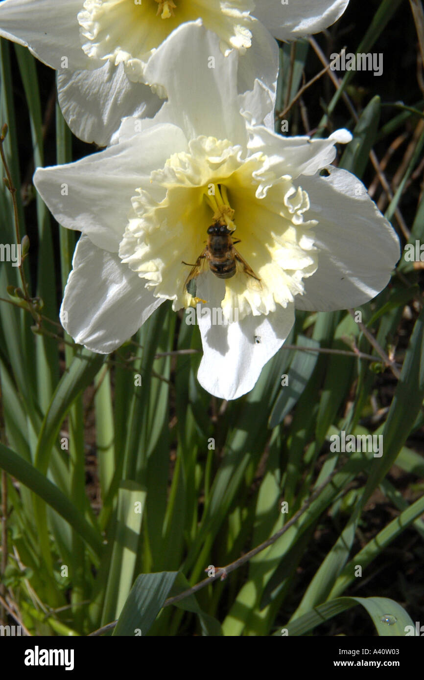A Bee climbing into a Daffodil to collect pollen from it's delicate ...