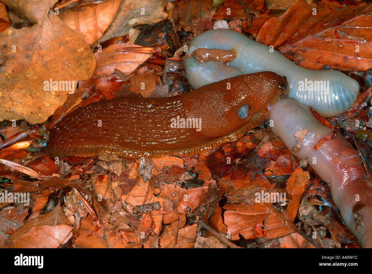 Slug Eating Dead Animal Two Spanish Slug Eating A Dead Friend. Latin