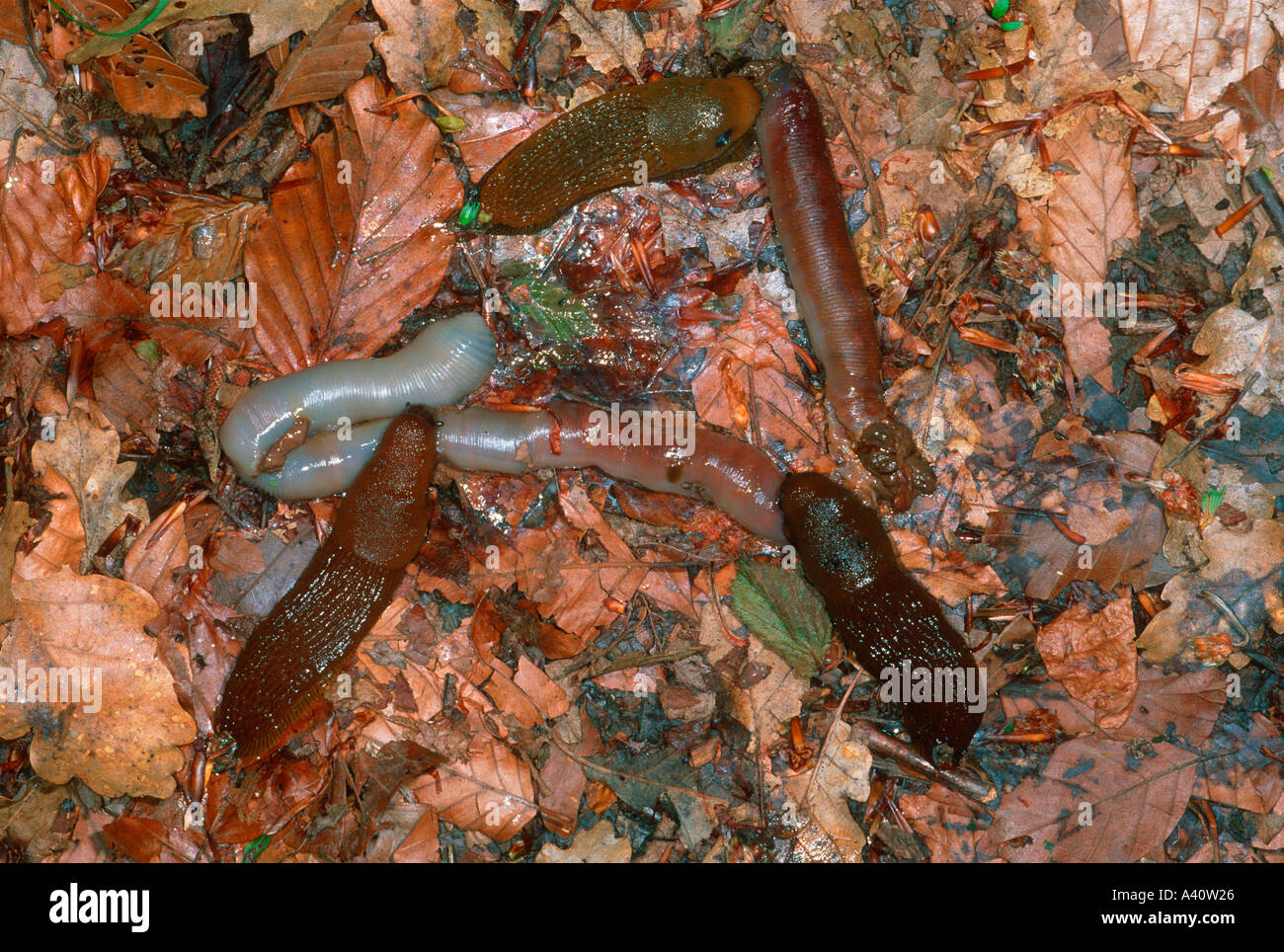 Dead earthworm hi-res stock photography and images - Alamy