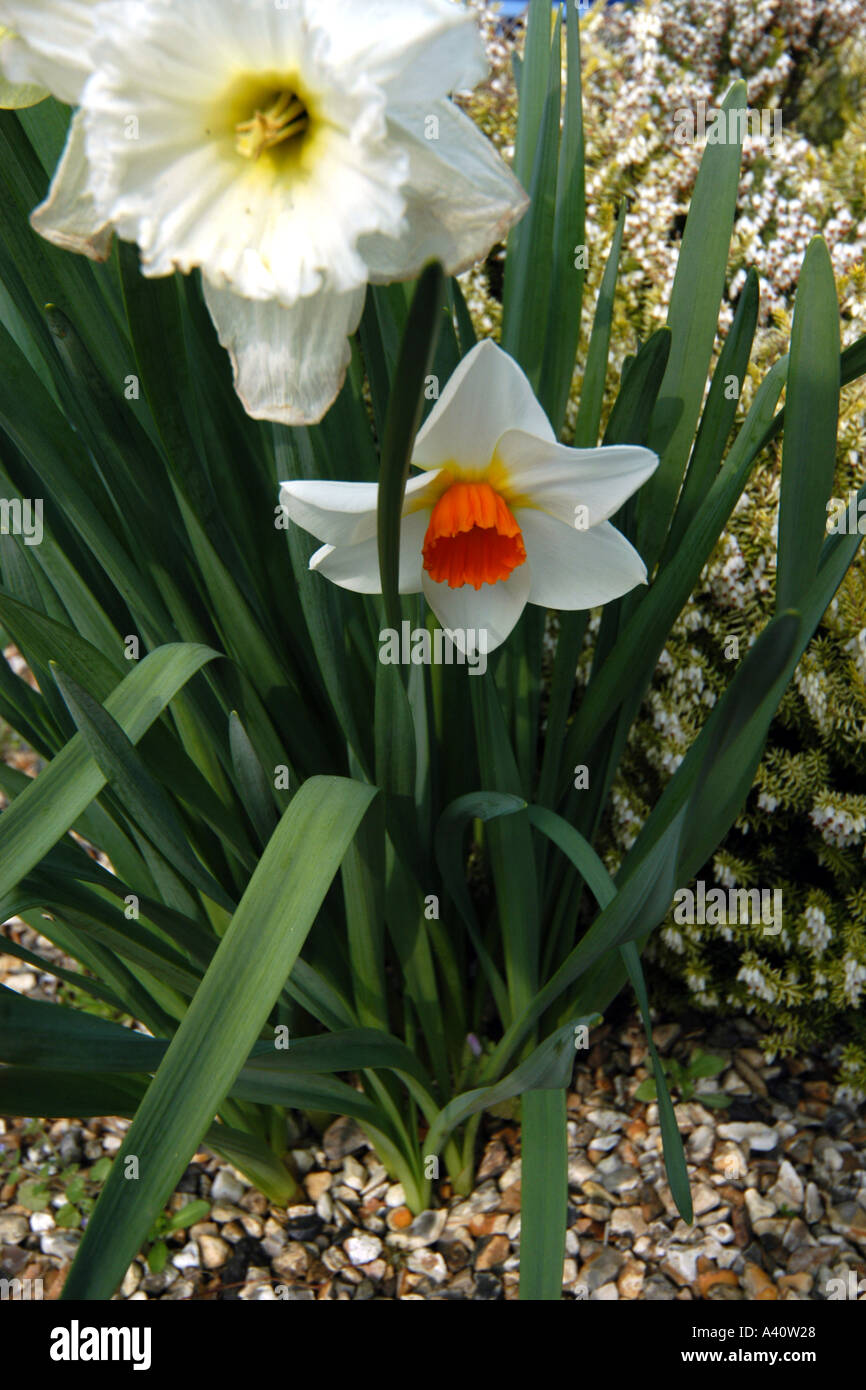 Springtime Daffodil flowers fluttering in the gentle breeze Stock Photo ...