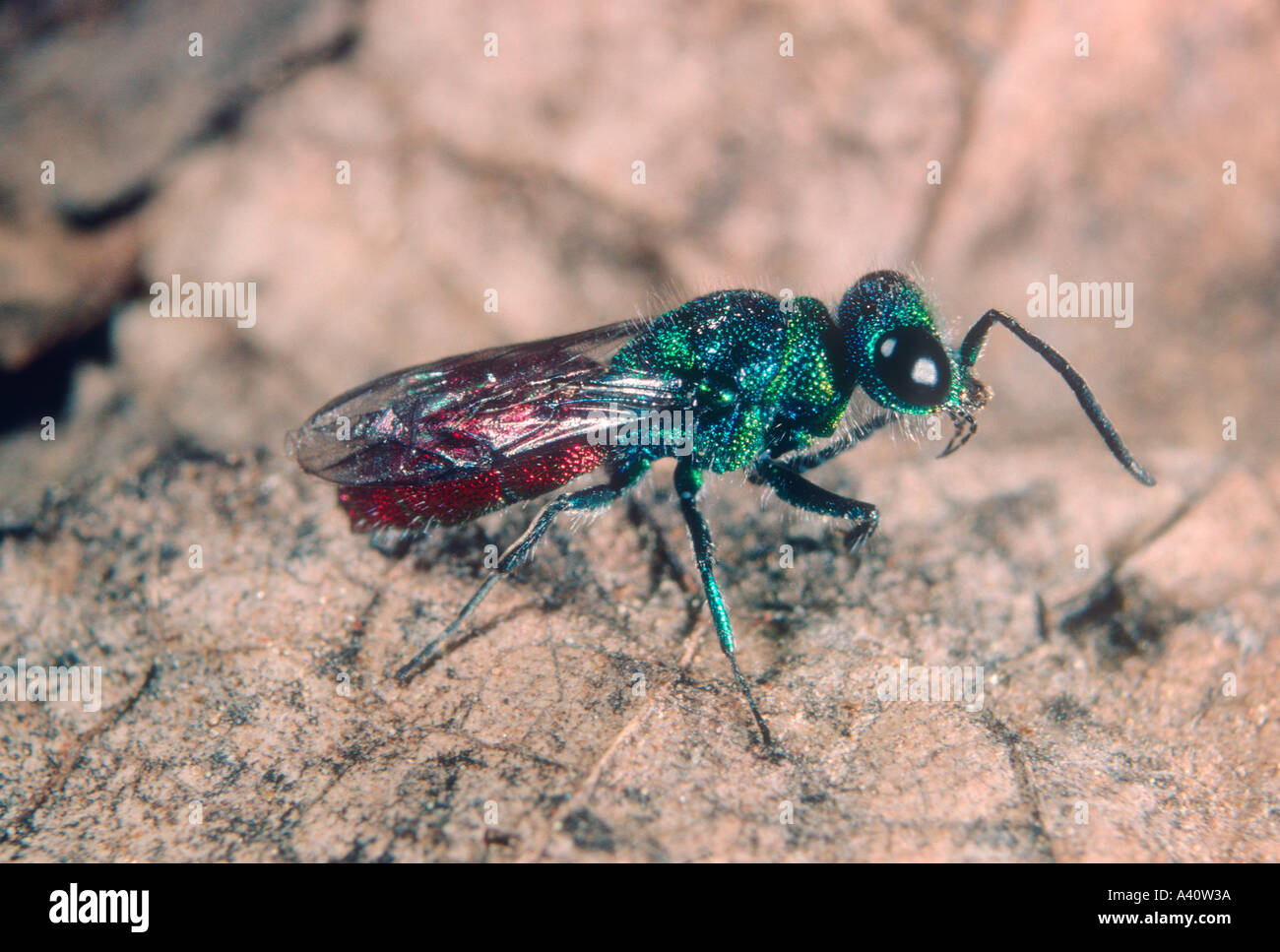 Ruby-tailed Wasp Chrysis ignita Stock Photo - Alamy