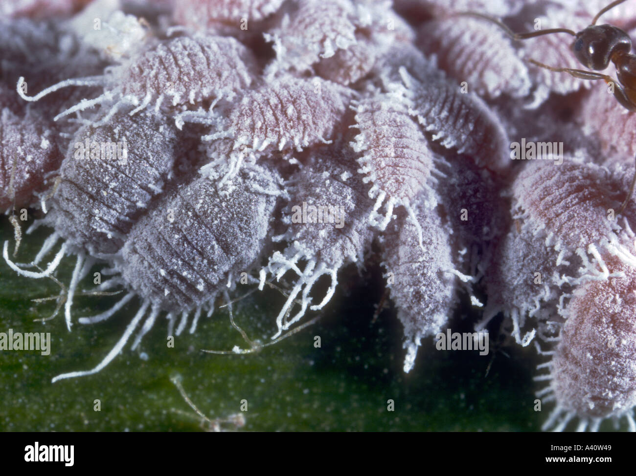 Scale insects, Pseudococcus longispinus. Colony Stock Photo - Alamy