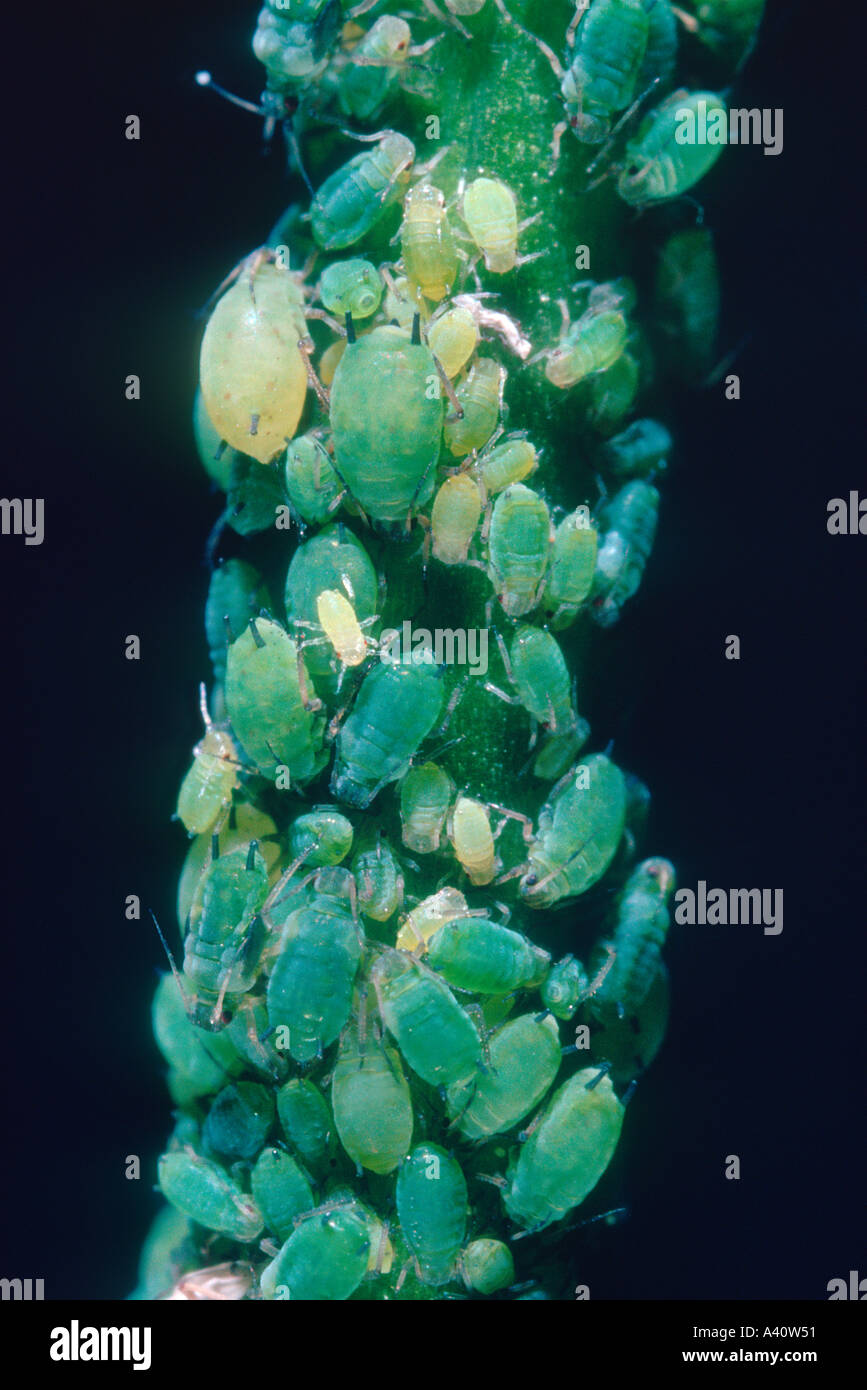 Aphids, Family Aphididae. Colony on stem Stock Photo - Alamy