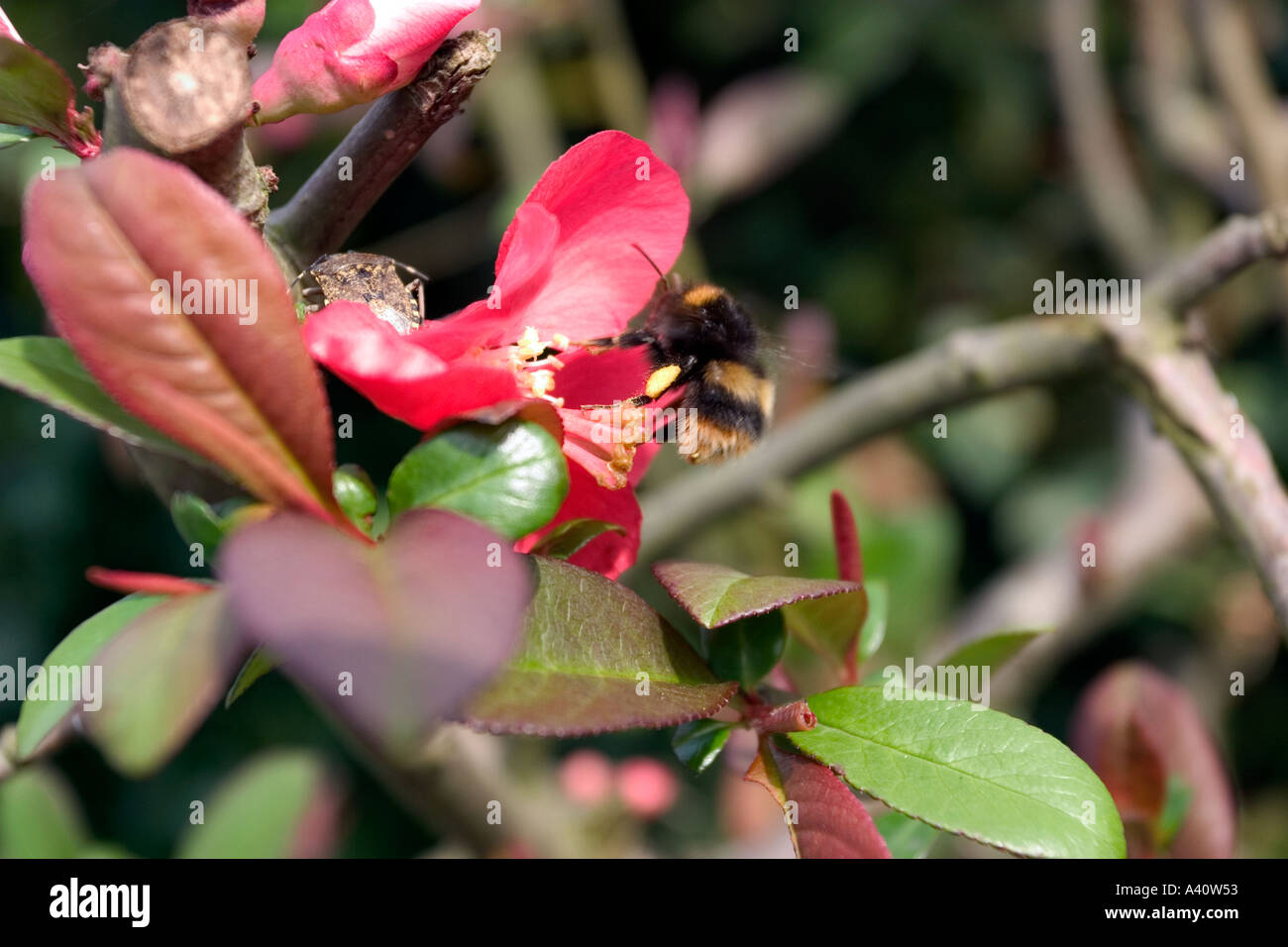 Honey bee on red flower Stock Photo - Alamy