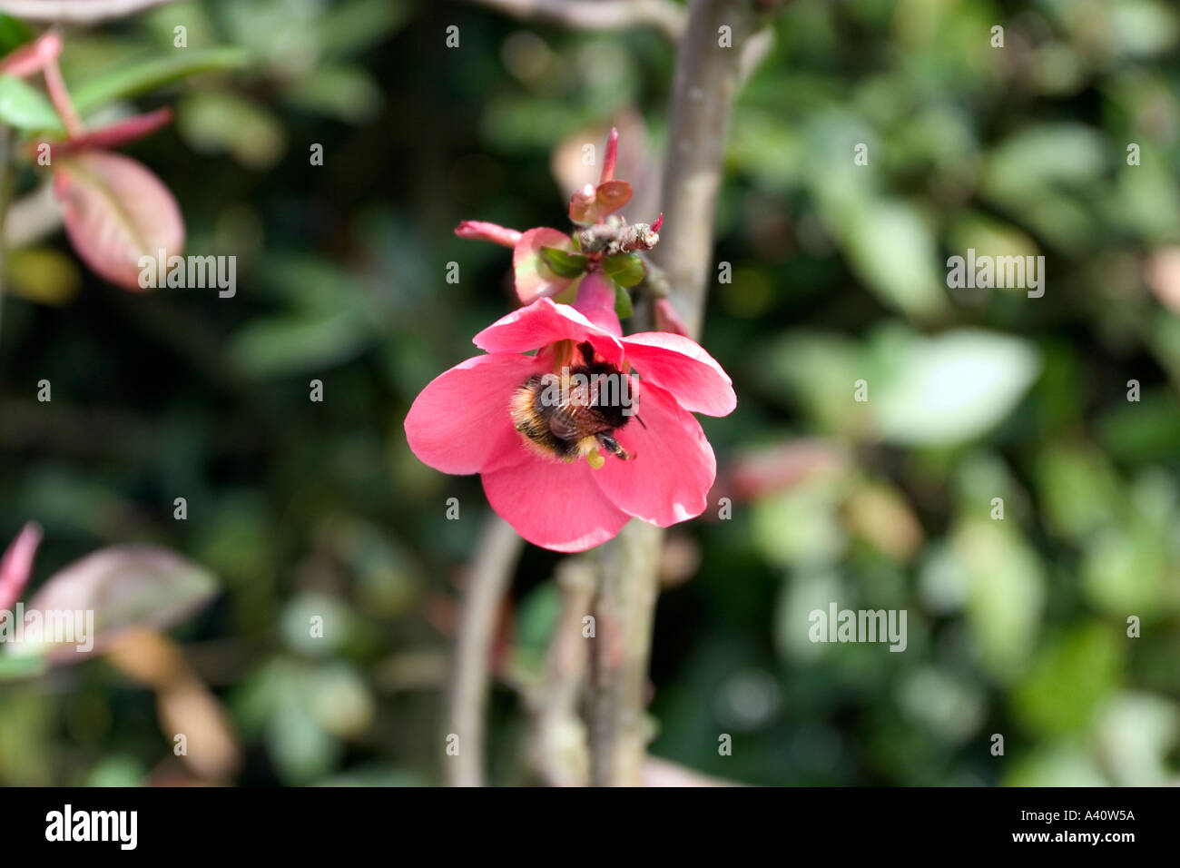 Cross pollination by animals hi-res stock photography and images - Alamy