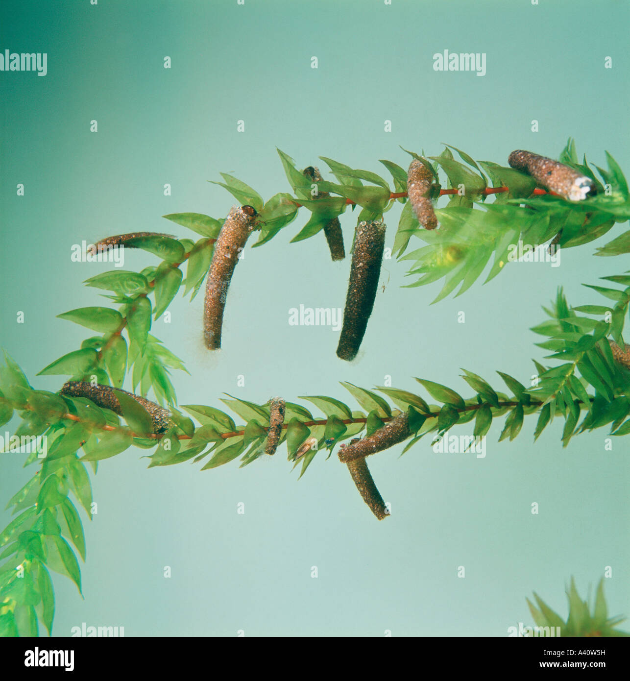 Larvae and flies hi-res stock photography and images - Alamy