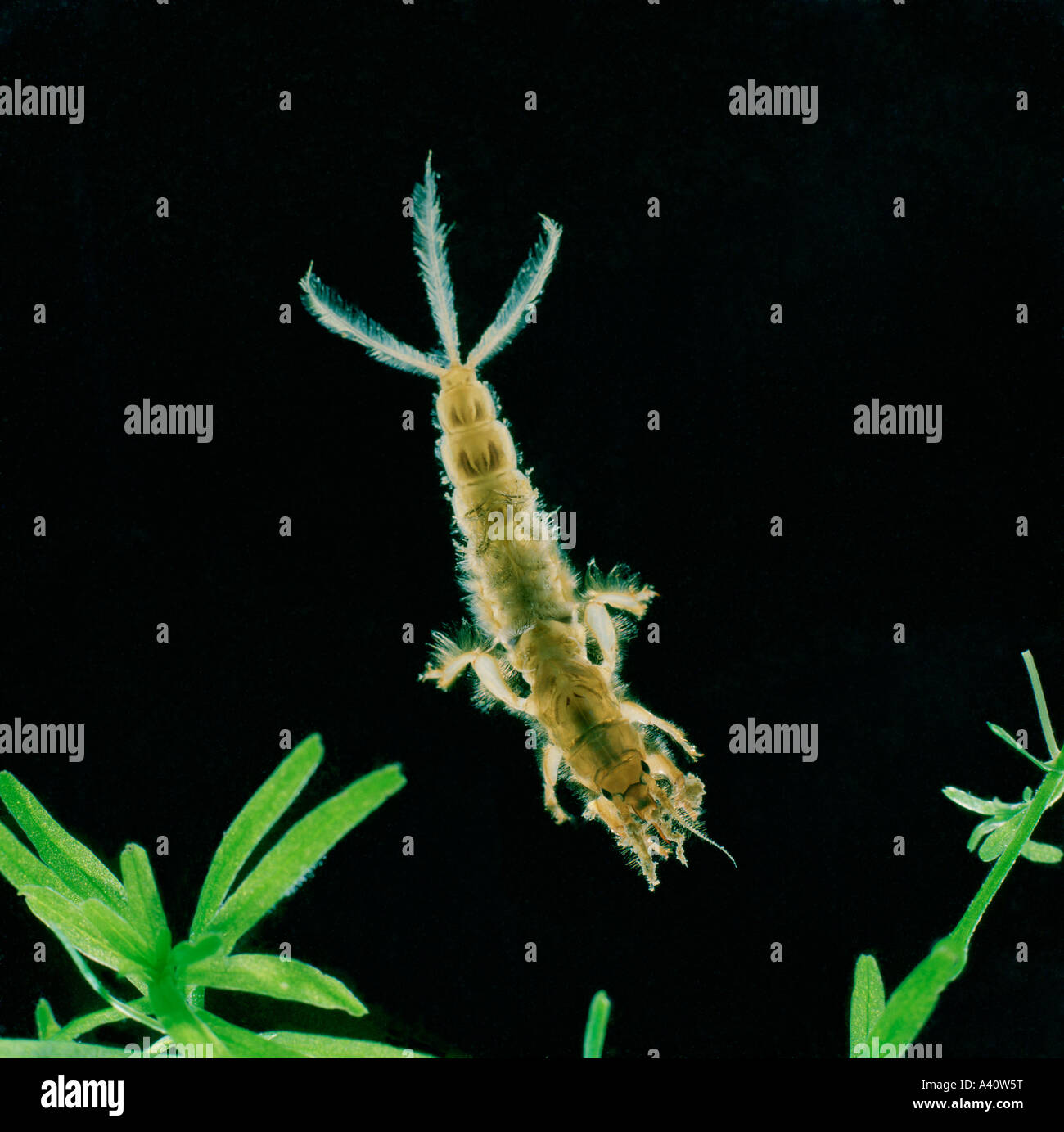 Mayfly larva hi-res stock photography and images - Alamy