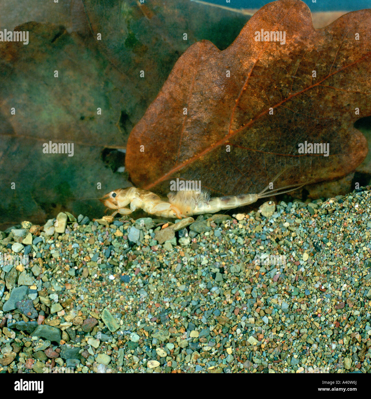 Mayfly nymph Ephemera vulgata burrowing into gravel bottom note the ...