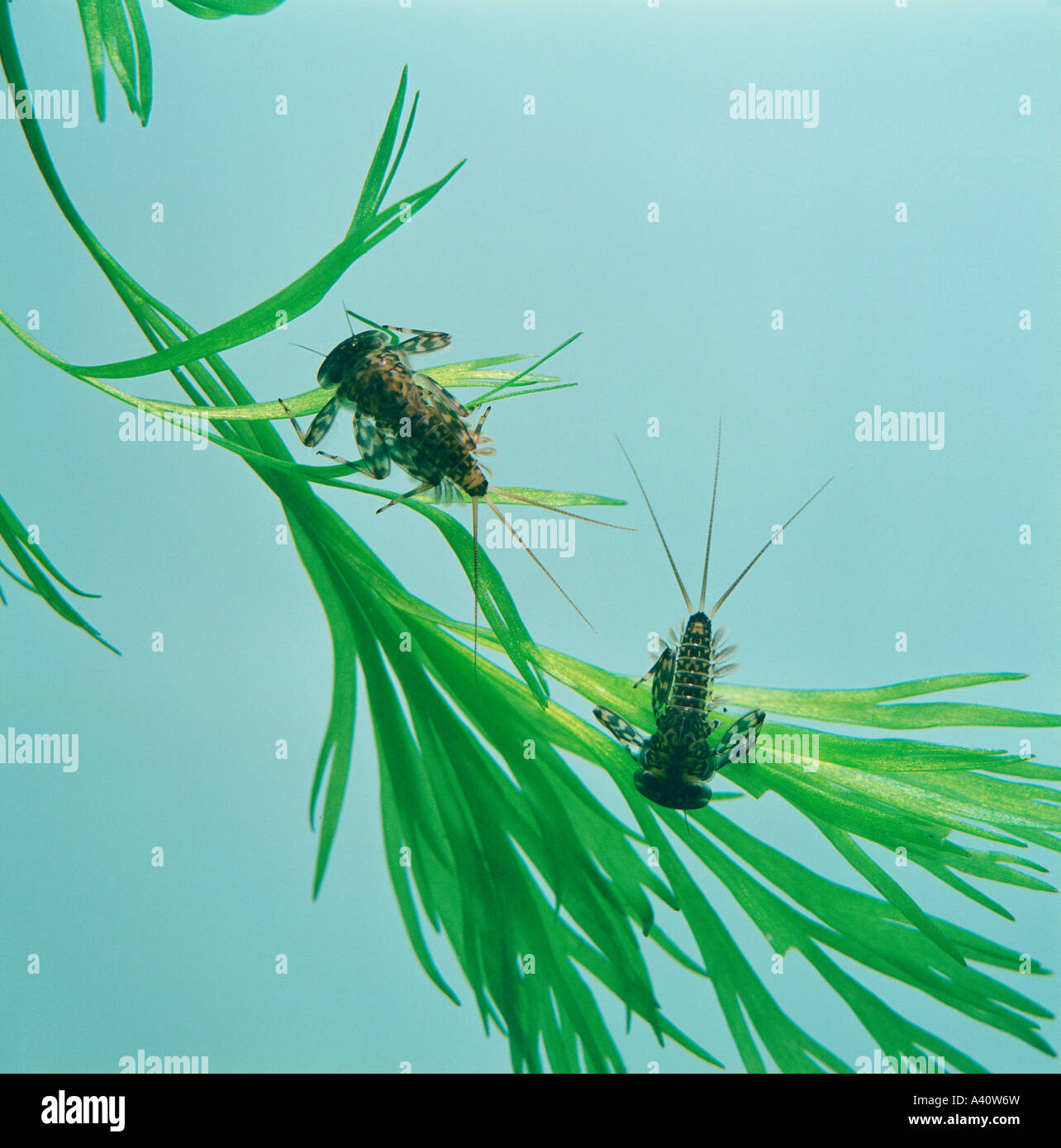 Mayfly Nymphs High Resolution Stock Photography and Images - Alamy