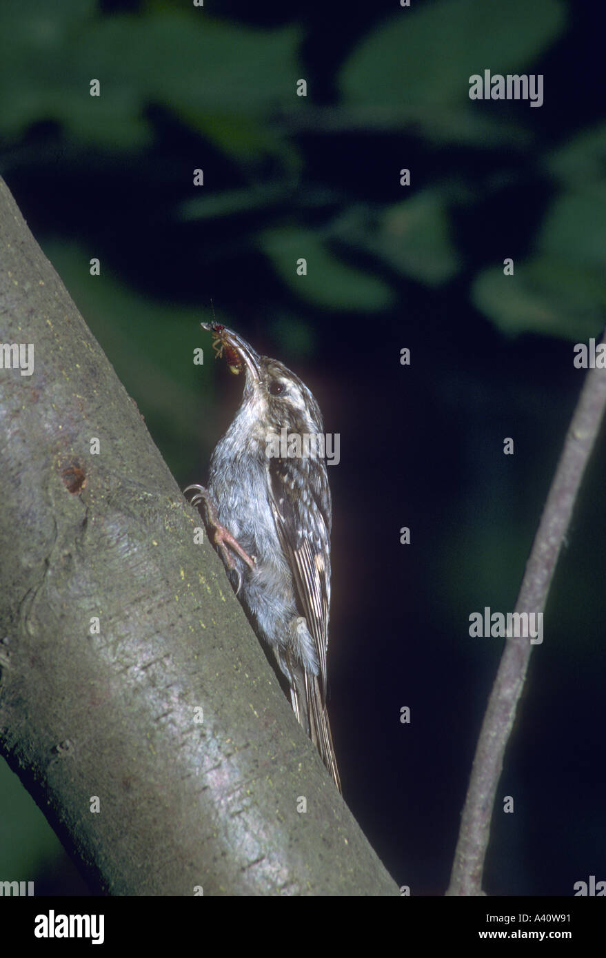 Short-toed Tree Creeper, Certhia brachydactyla. Climbing a tree with ...
