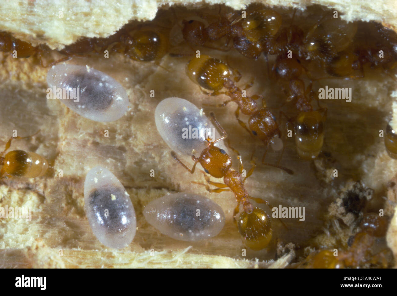Ants, Family Formicidae. Workers carrying eggs and pupae. Small anthill ...