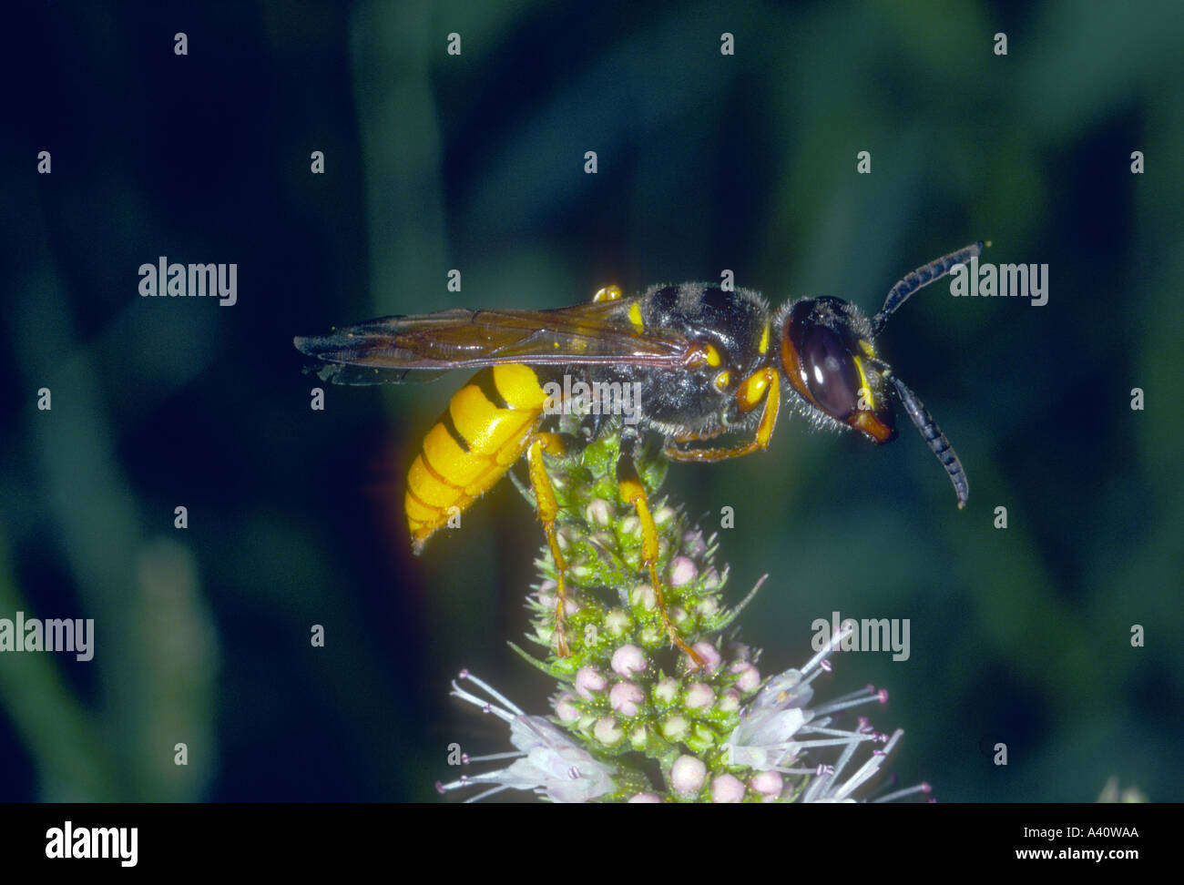 Bee killers hi-res stock photography and images - Alamy