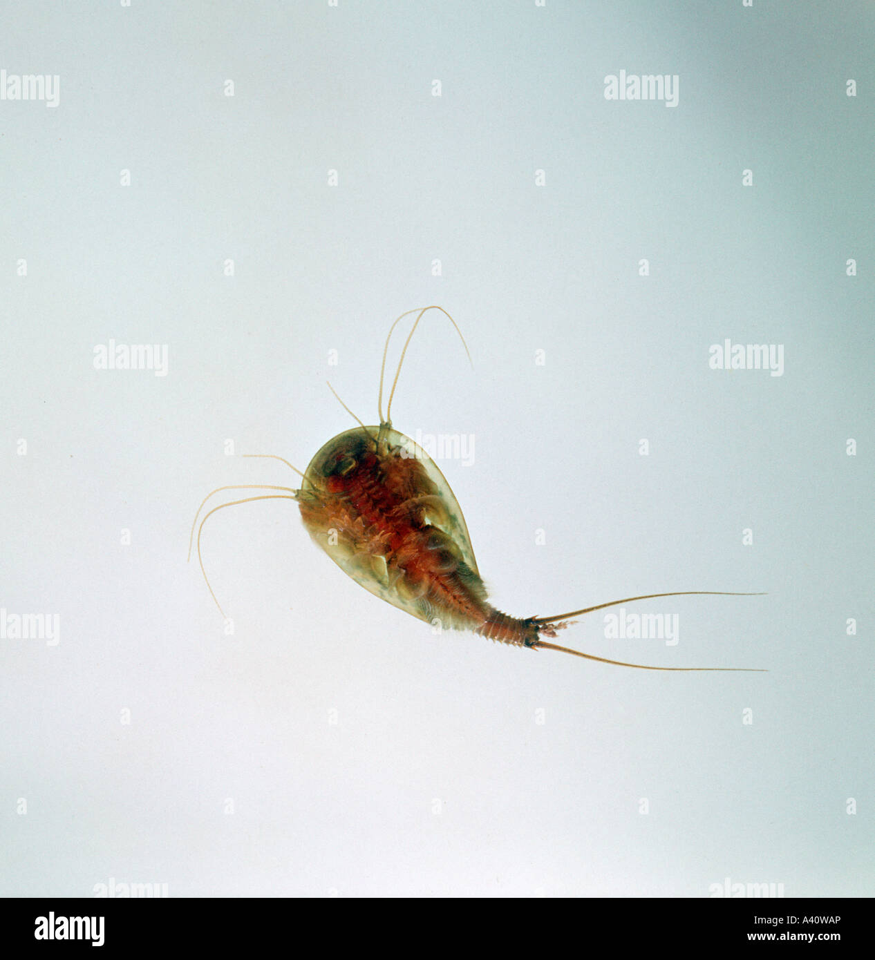 Triops cancriformis hi-res stock photography and images - Alamy
