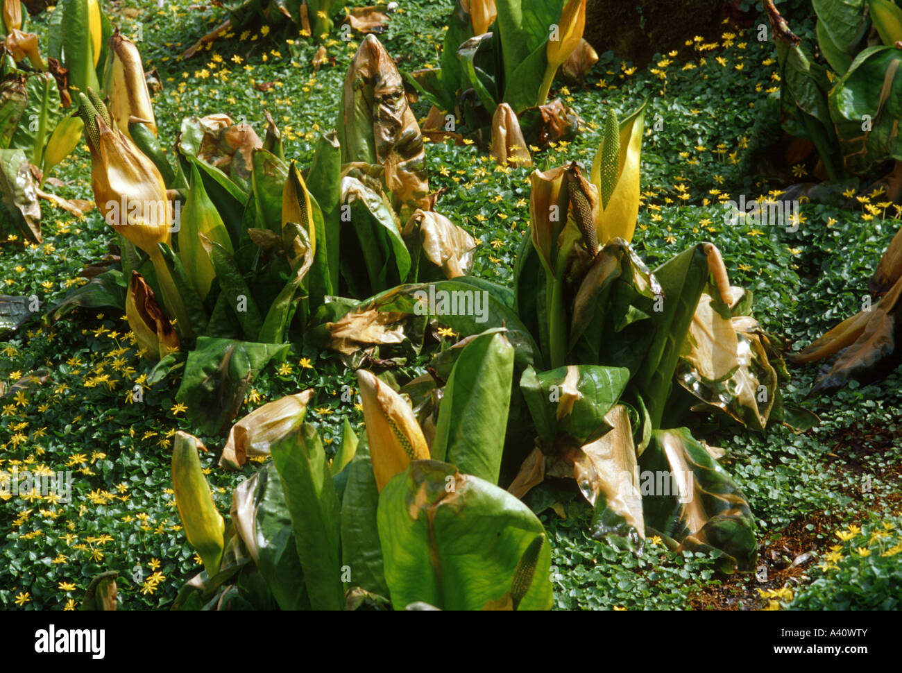 Frost damage to skunk cabbage Stock Photo - Alamy