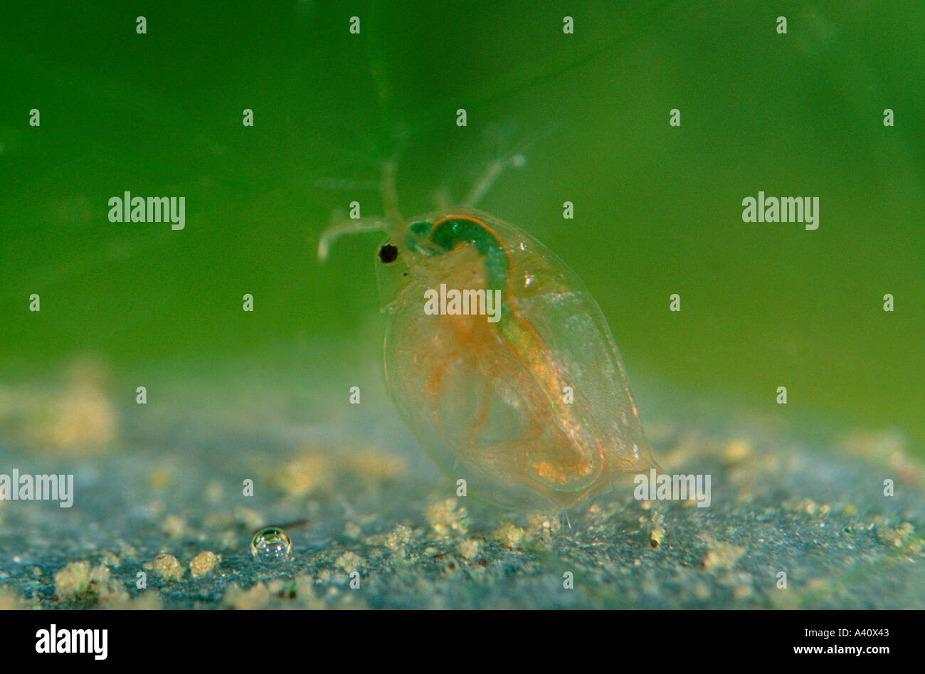 Water Flea, Daphnia sp. On pond Stock Photo - Alamy