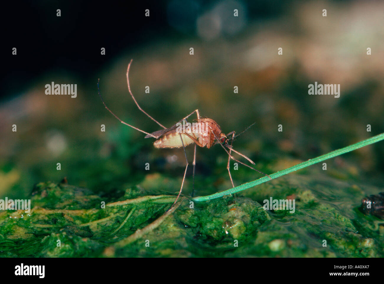 Common house mosquito culex pipiens hi-res stock photography and images ...