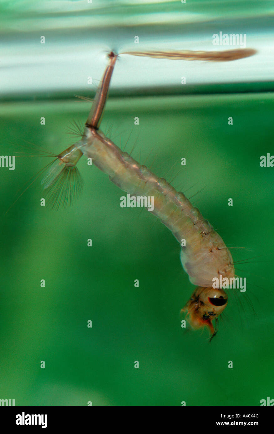 Culex pipiens larva hi-res stock photography and images - Alamy