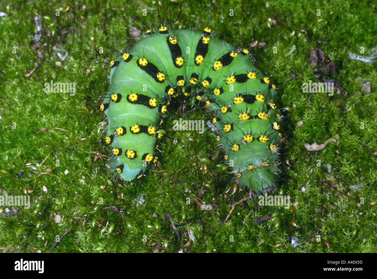 Emperor Moth, Saturnia pavonia. Larva Stock Photo - Alamy