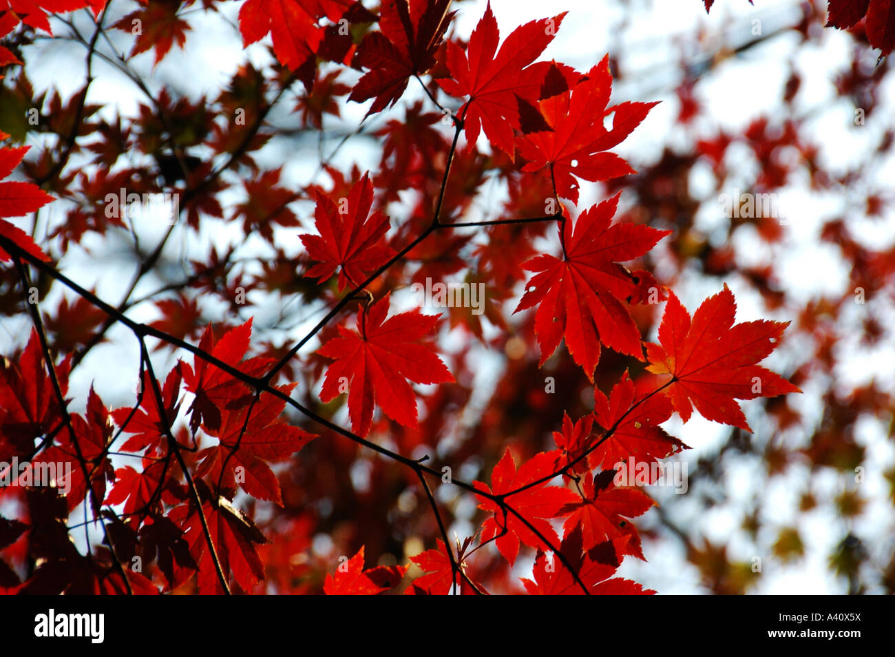 Benxi china liaoning hi-res stock photography and images - Alamy