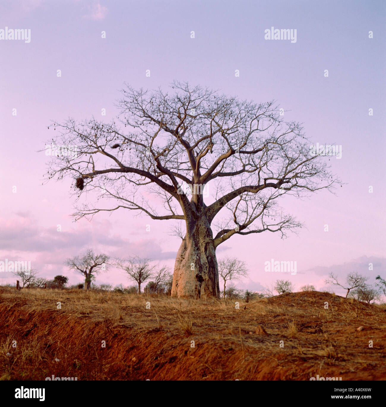 Baobab or upside down tree, Adansonia digitata, showing braching after ...