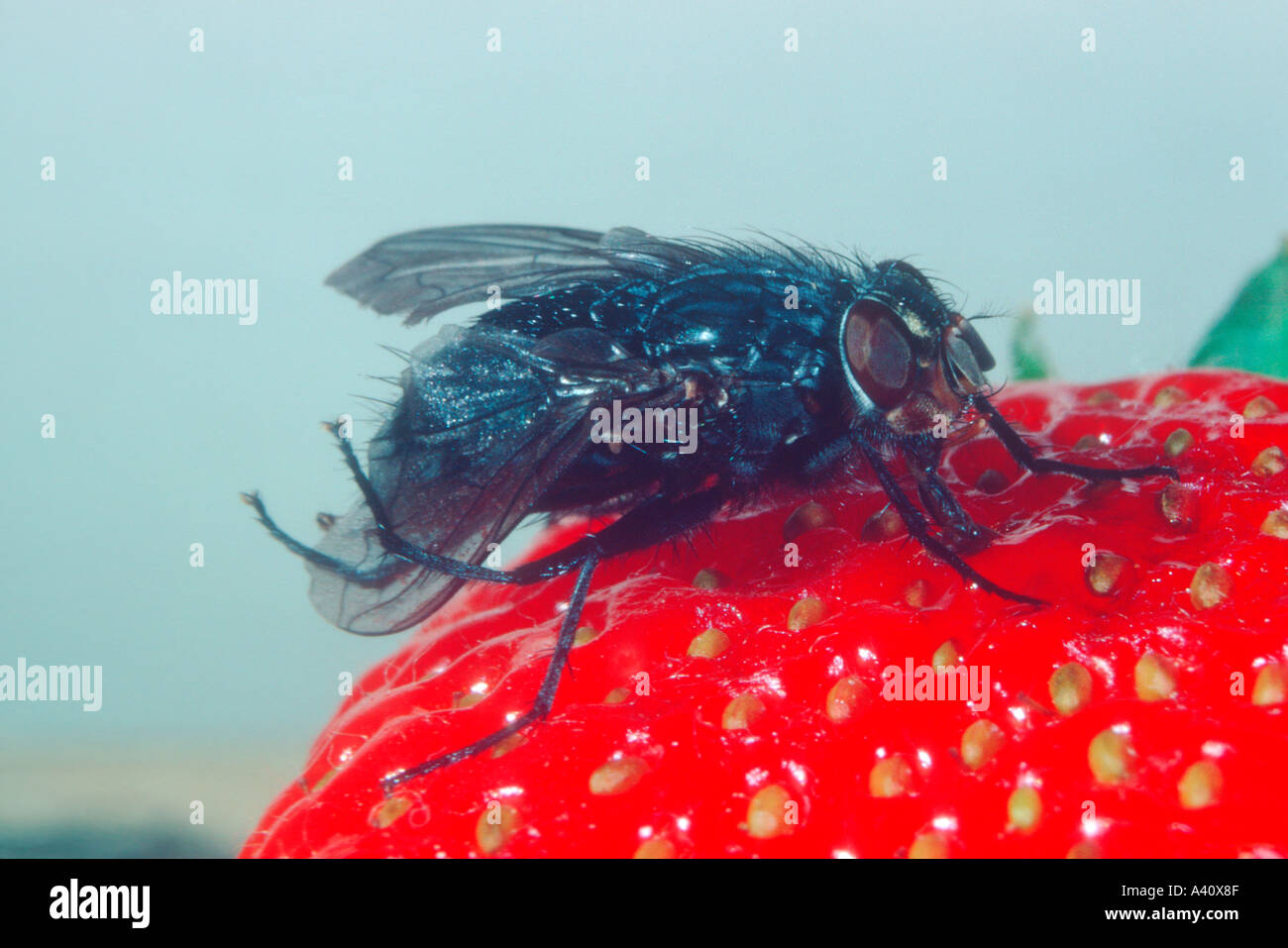 Bluebottle blow fly calliphora erythrocephala hi-res stock photography ...