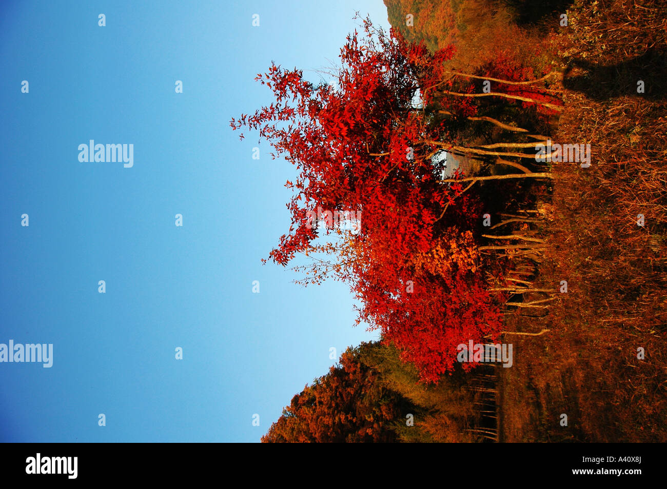 Dongbei china hi-res stock photography and images - Alamy