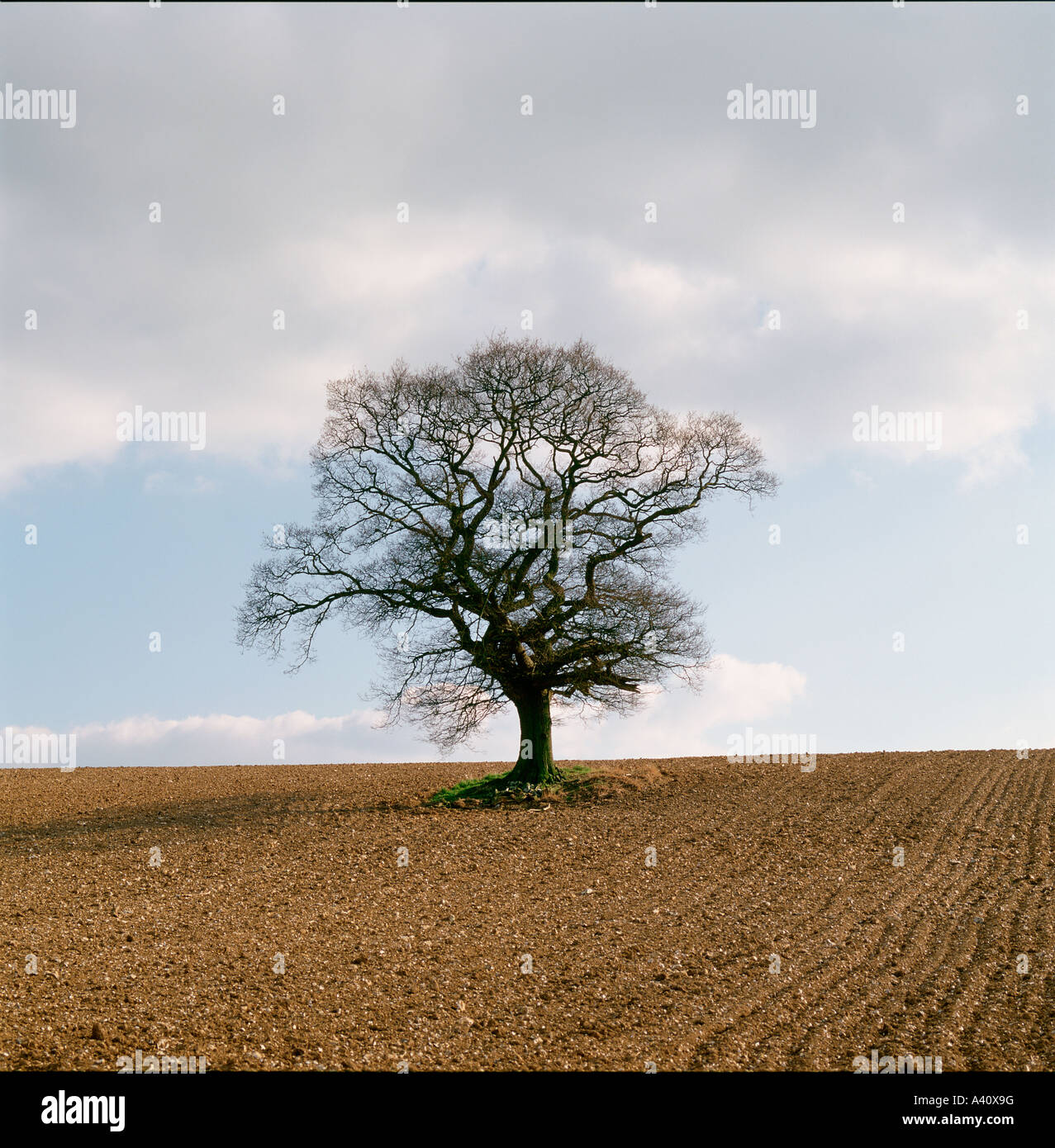 Lone oak tree, Quercus robur, in field in winter Stock Photo - Alamy