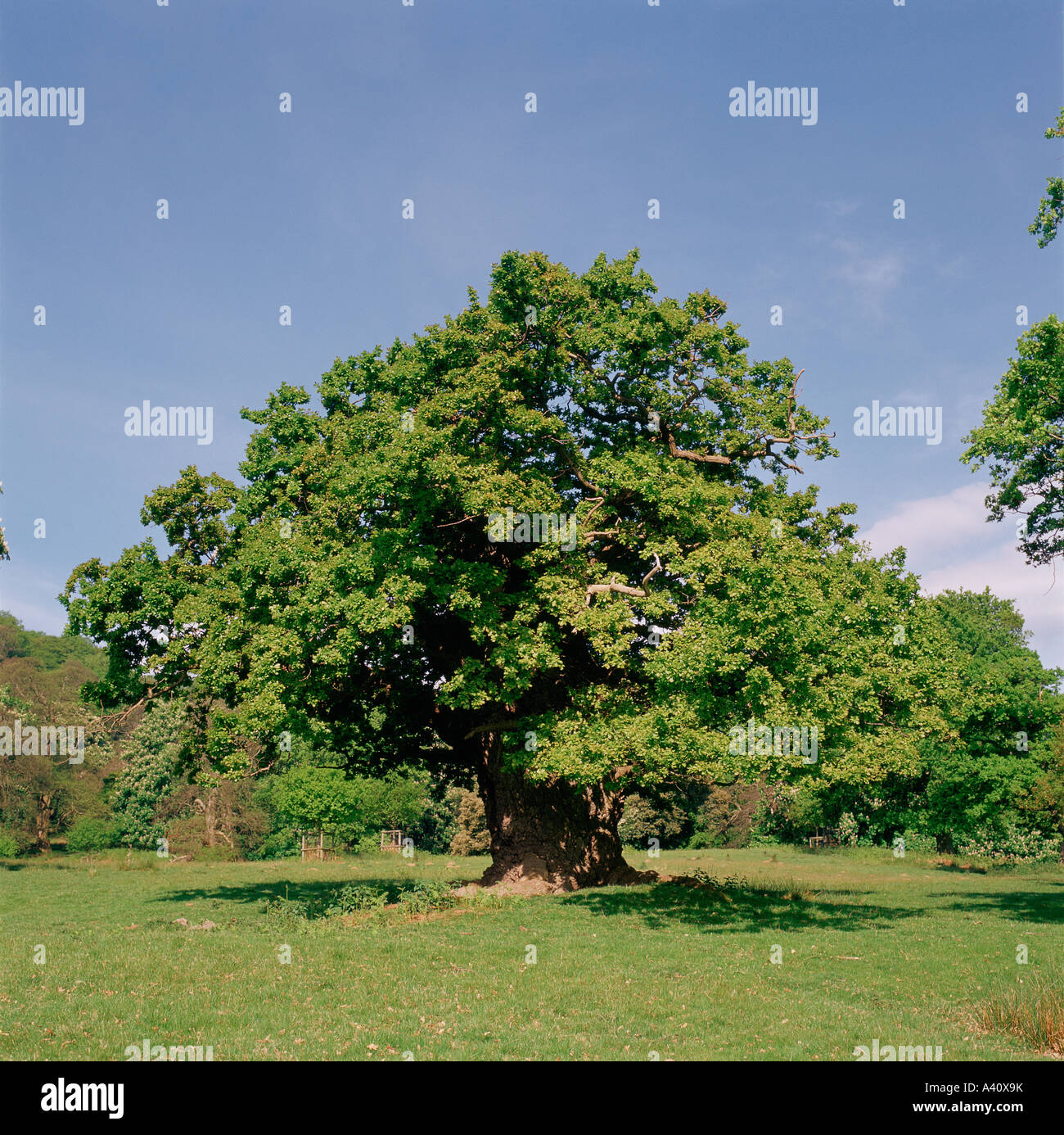 Mature oak tree Moccas Park NNR Stock Photo - Alamy