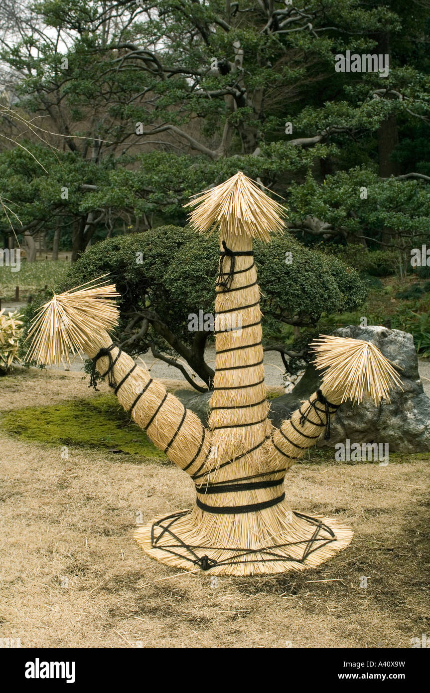 Rice straw used as winter protection in Tokyo garden Stock Photo - Alamy