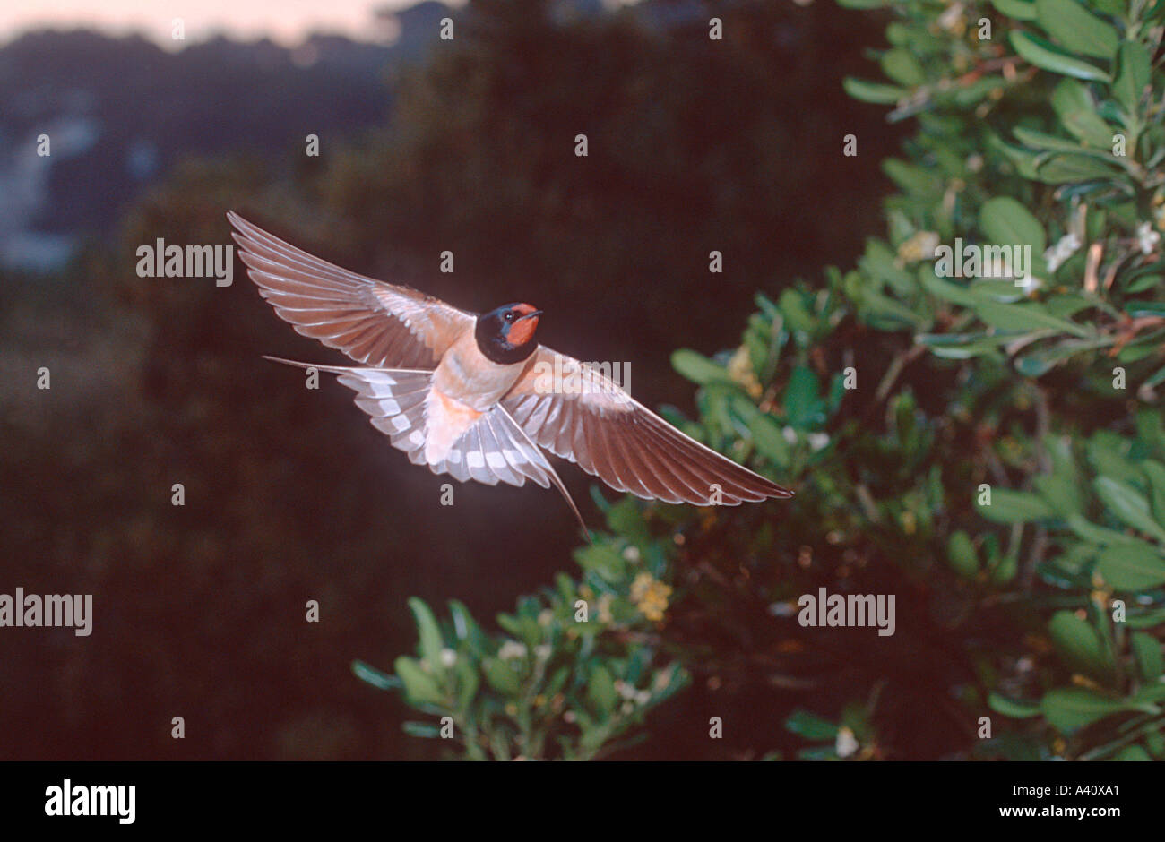 Common swallow hi-res stock photography and images - Alamy