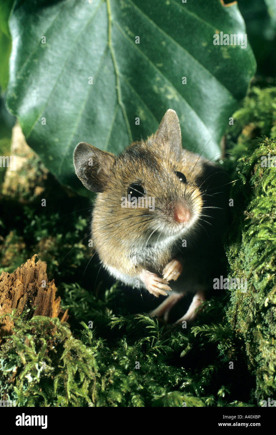 Alert wood mouse or long tailed field mouse Apodemus sylvaticus Stock Photo - Alamy