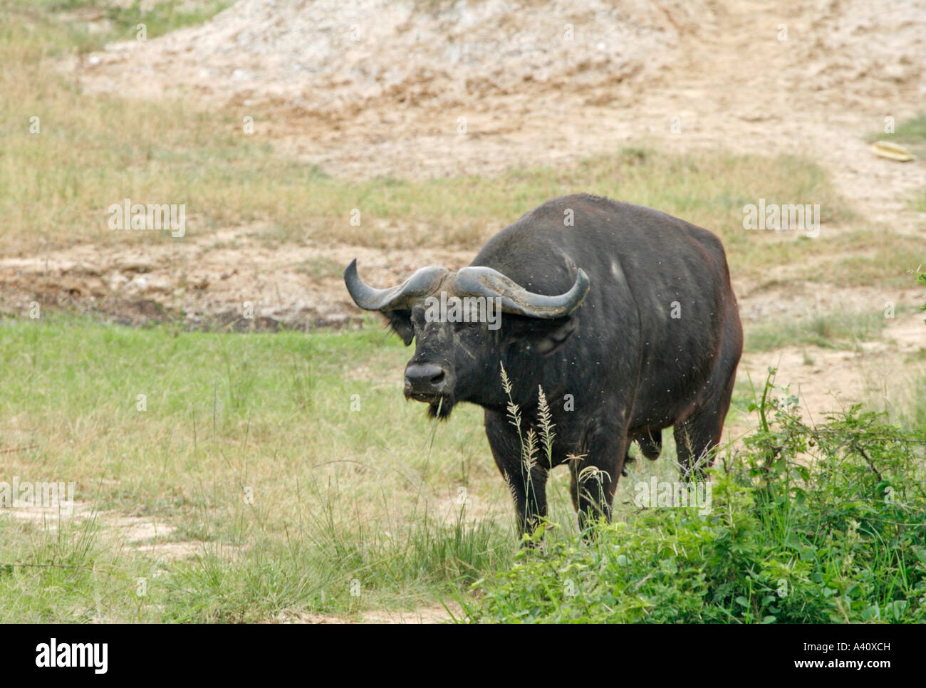Cape bull buffalo on the banks of the Kazinga Channel in Queen ...
