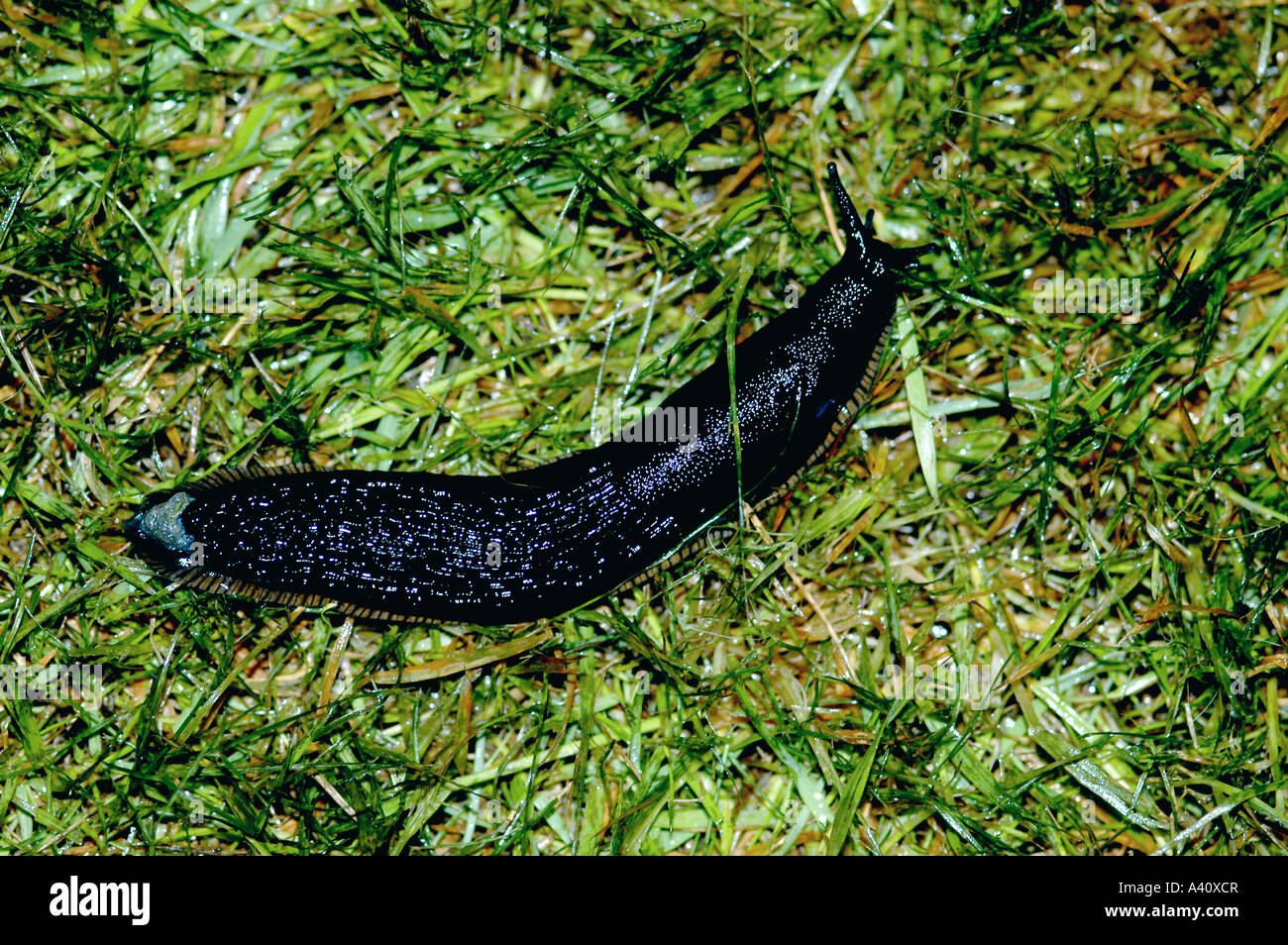 Black slug Arion ater crawling on lawn on lawn at night during rain ...