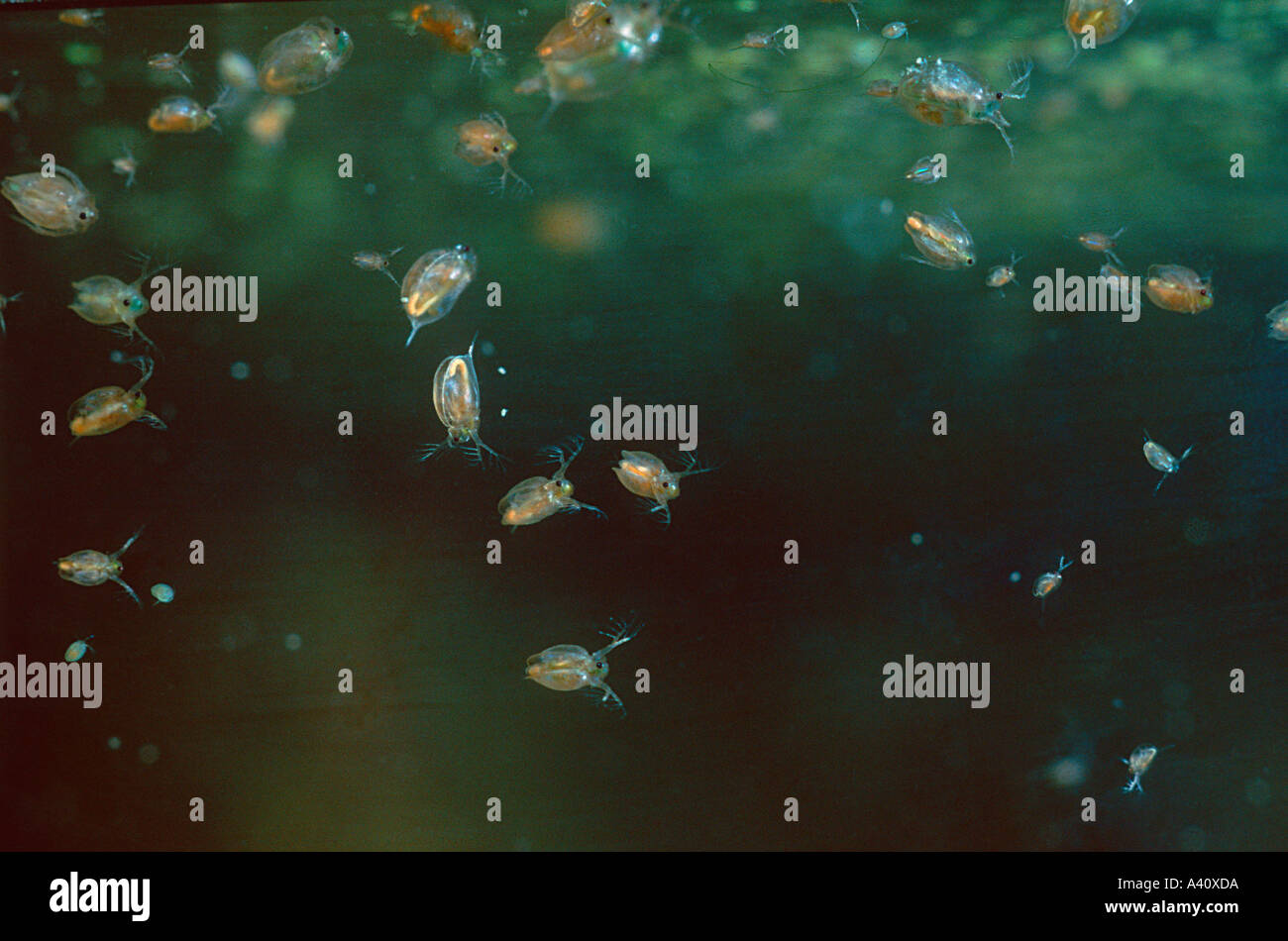 Water Fleas, Daphnia sp. On pond Stock Photo - Alamy