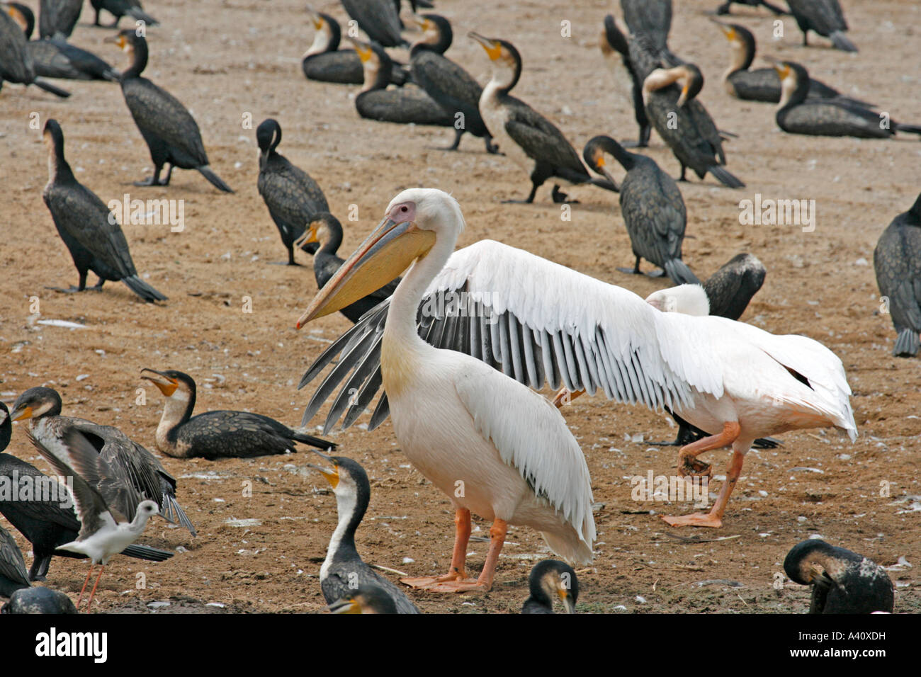 Various water birds by the Kazinga Channel in Queen Elizabeth National ...