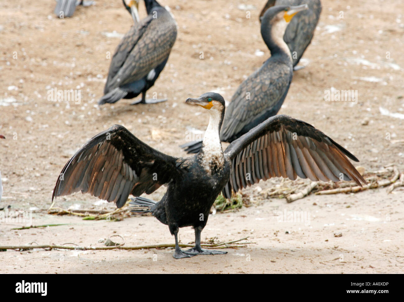 Cormorant drying its wings Stock Photo - Alamy