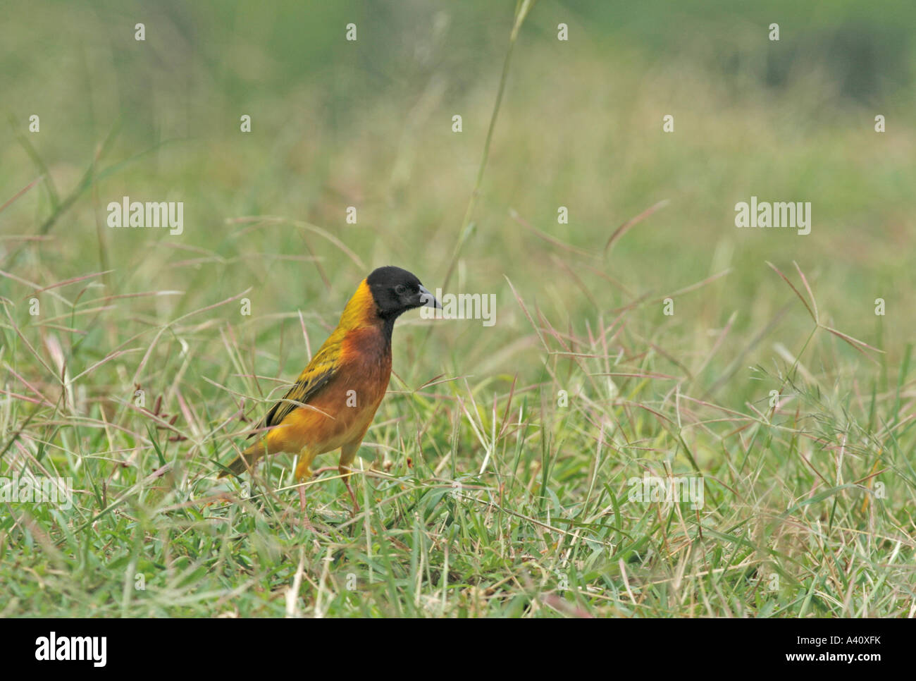 Yellow-backed weaver bird on the ground Stock Photo - Alamy