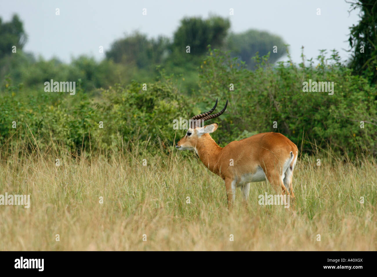 Male Uganda Kob in Queen Elizabeth National Park, western Uganda Stock ...
