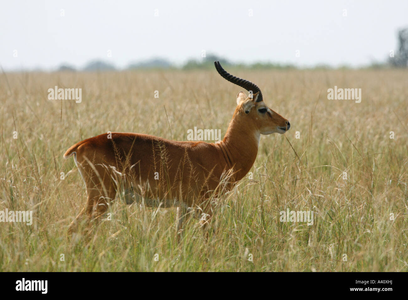 Male Uganda Kob in Queen Elizabeth National Park, western Uganda Stock ...