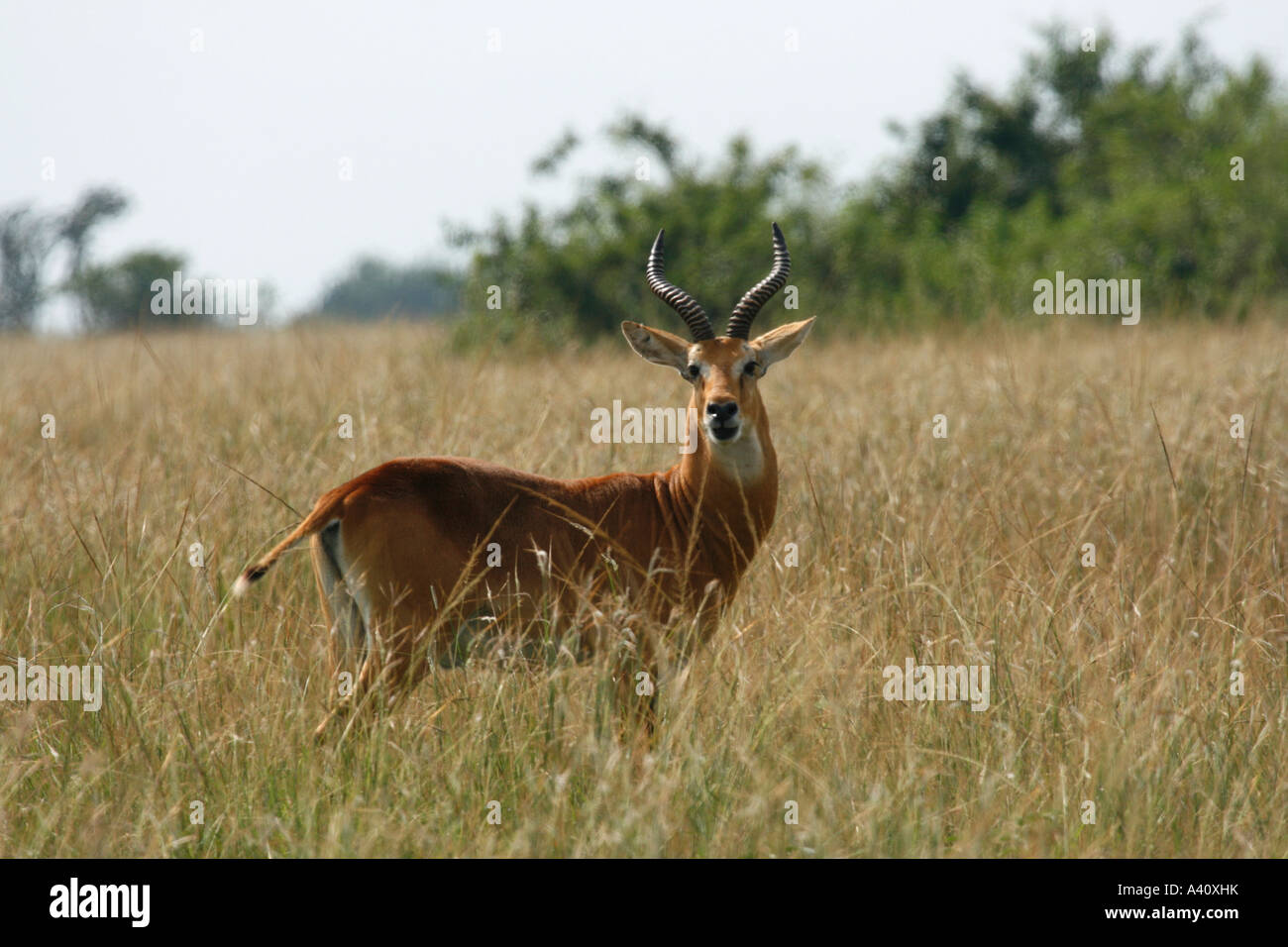 Male Uganda Kob in Queen Elizabeth National Park, western Uganda Stock ...